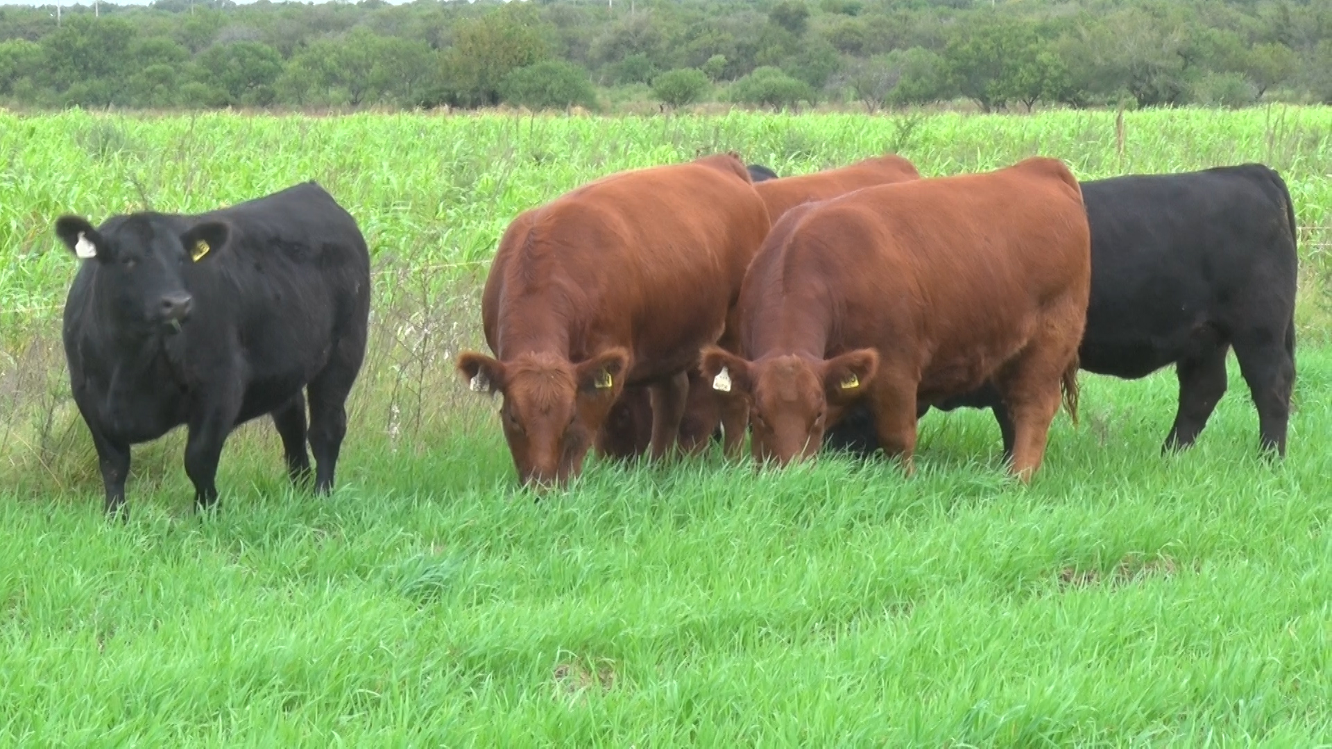 Producen Angus para exigentes - Actualidad | Campo en acción